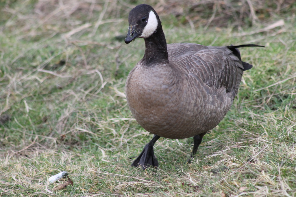 Small Cackling Goose (Birds of Middle Harbor Shoreline Park) · iNaturalist