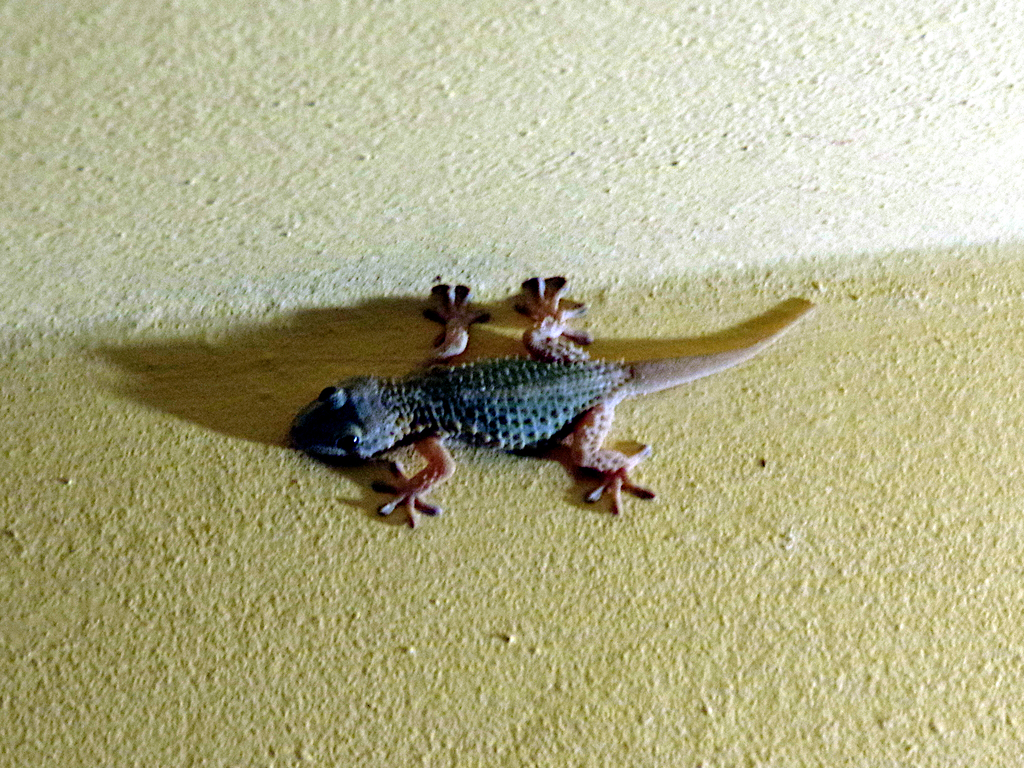 Moorish Gecko from 09073 Santa Caterina di Pittinuri OR, Italia on ...