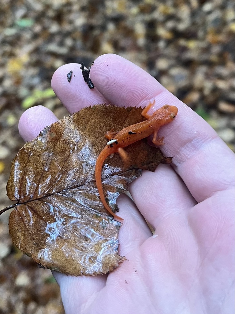 Eastern Newt from Red Clover Drive, Putney, VT, US on October 20, 2023 ...