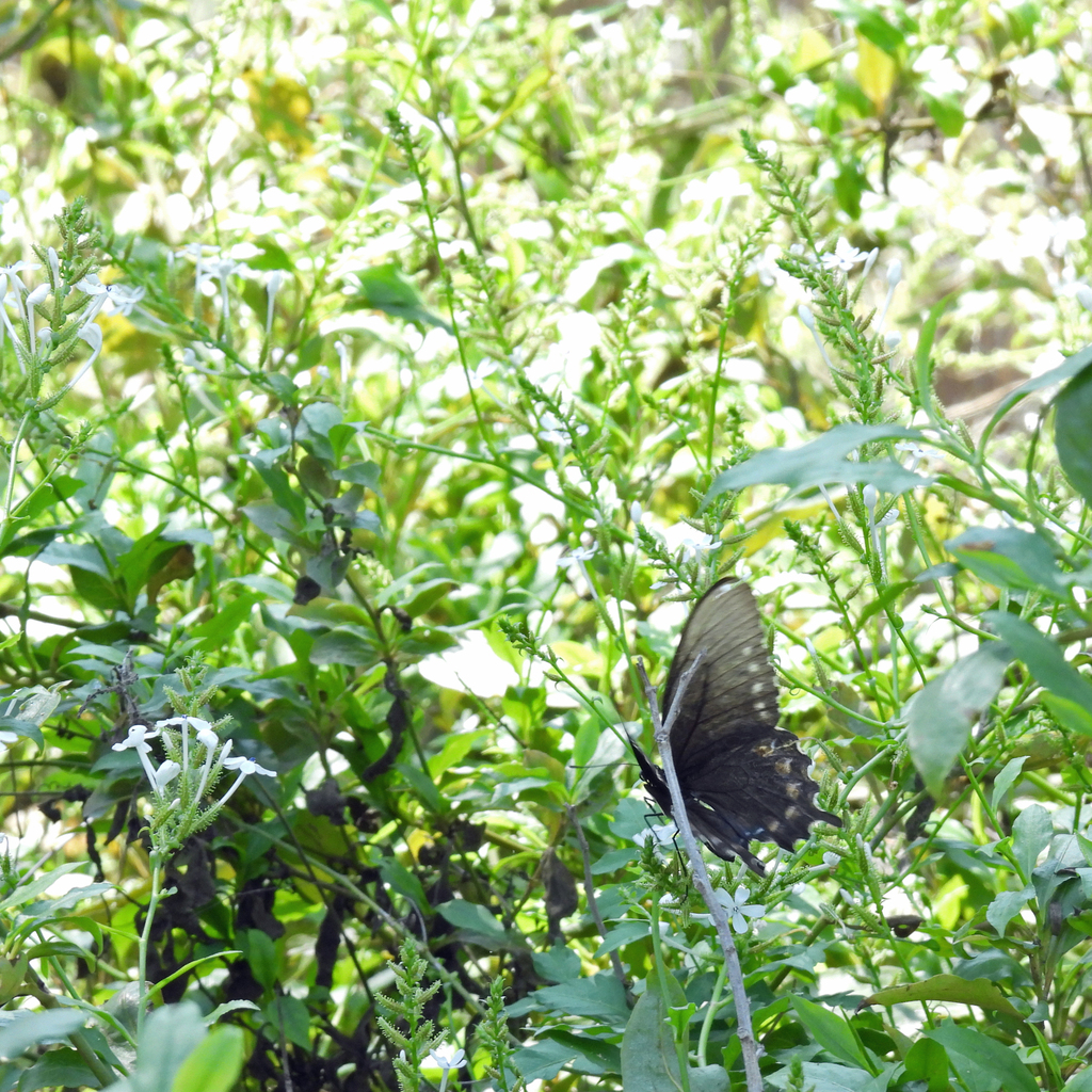Pipevine Swallowtail from Mission, TX, USA on October 15, 2023 at 12:56 ...