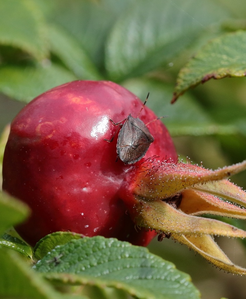Peribalus strictus vernalis from Gullaug, Norway on September 3, 2023 ...