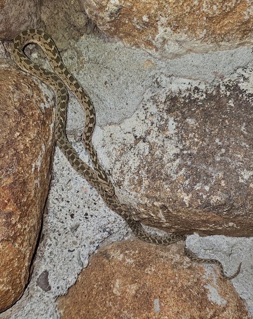 Egg-eating Snake from Ubuntu Local Municipality, South Africa on ...