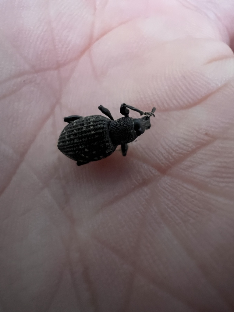 Black Vine Weevil from SUNY College of Environmental Science and ...