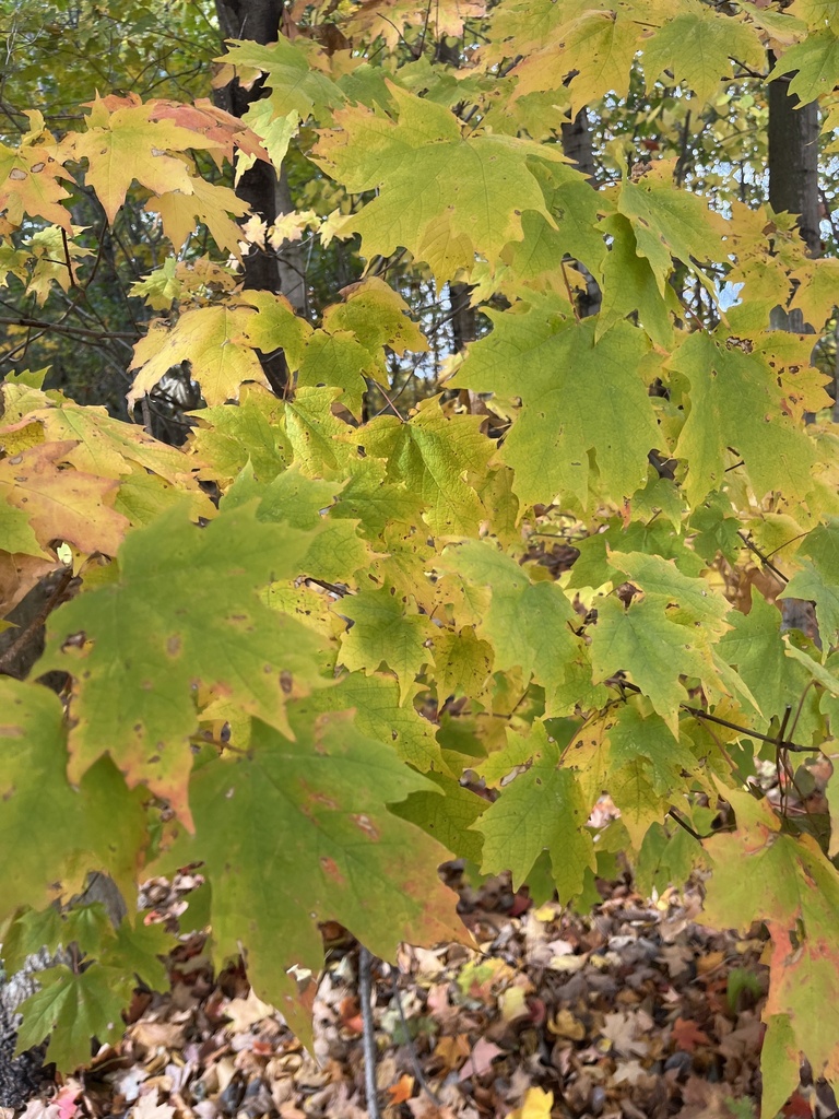 sugar maple from Hancock County, US-OH, US on October 20, 2023 at 02:15 ...