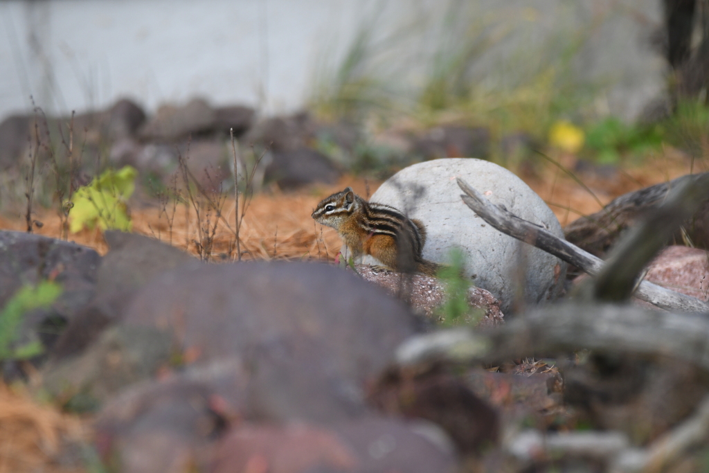 Least Chipmunk from Copper Harbor, MI, USA on October 20, 2023 at 10:01 ...