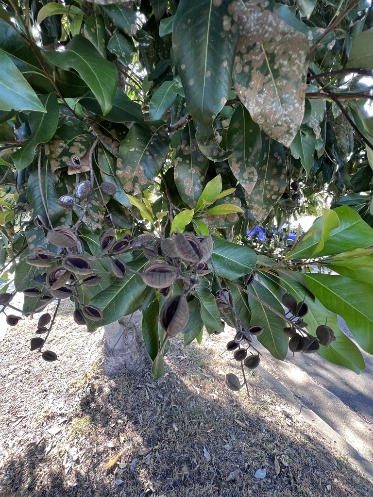 ivory curl tree from Allan Tce, Corinda, QLD, AU on October 21, 2023 at ...