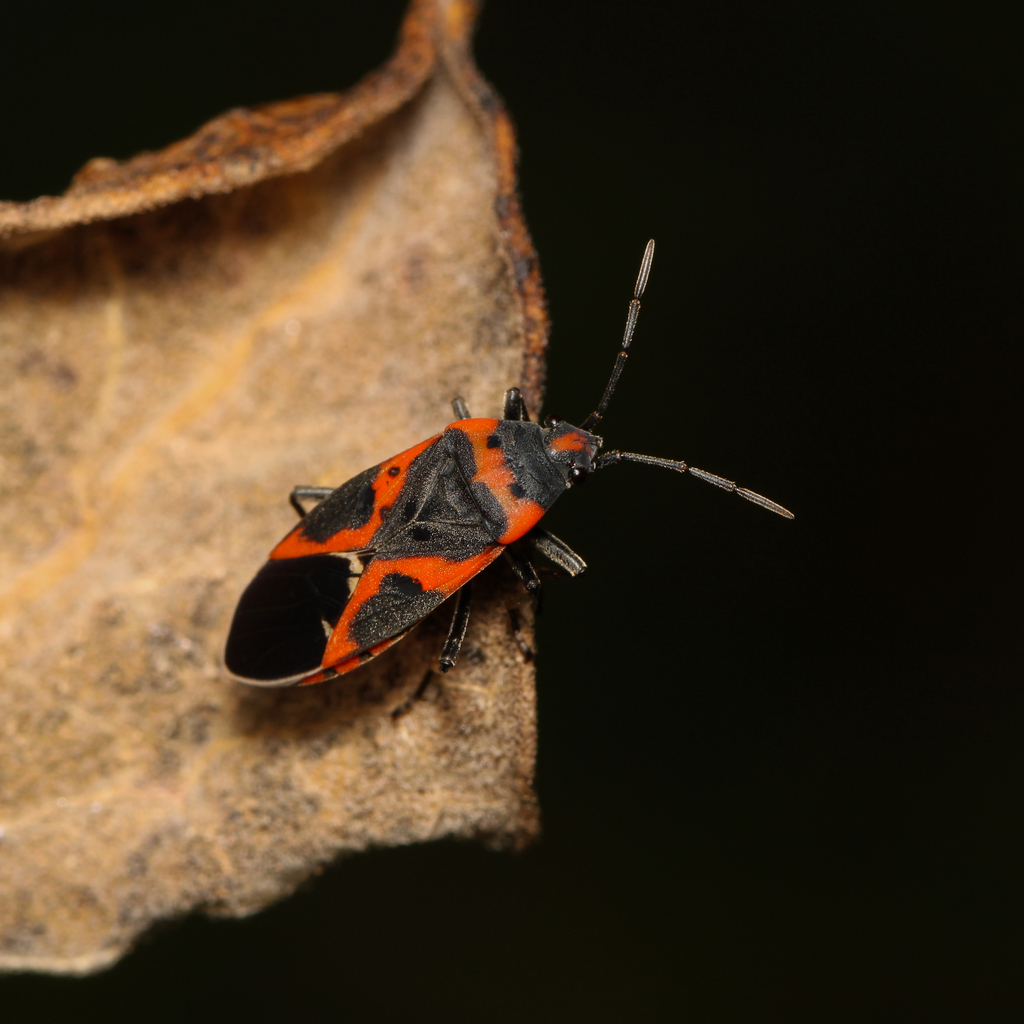 Small Milkweed Bug from Silver Spring, MD, USA on October 19, 2023 at ...