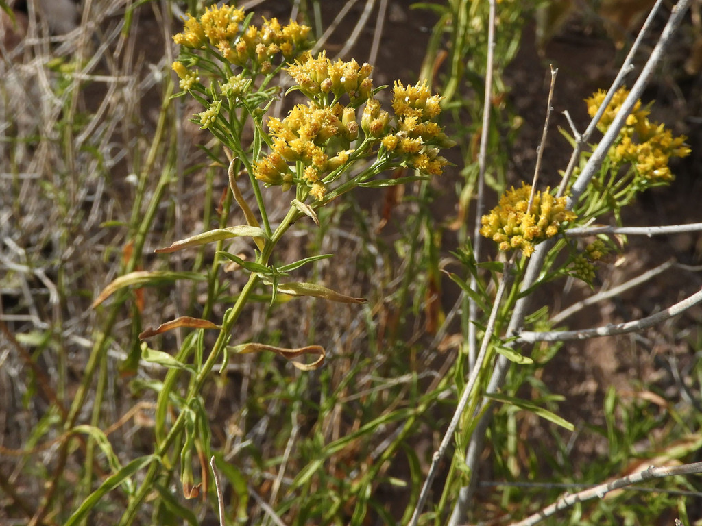 gumhead from Organ Pipe Cactus National Monument, Pima Co., Arizona ...
