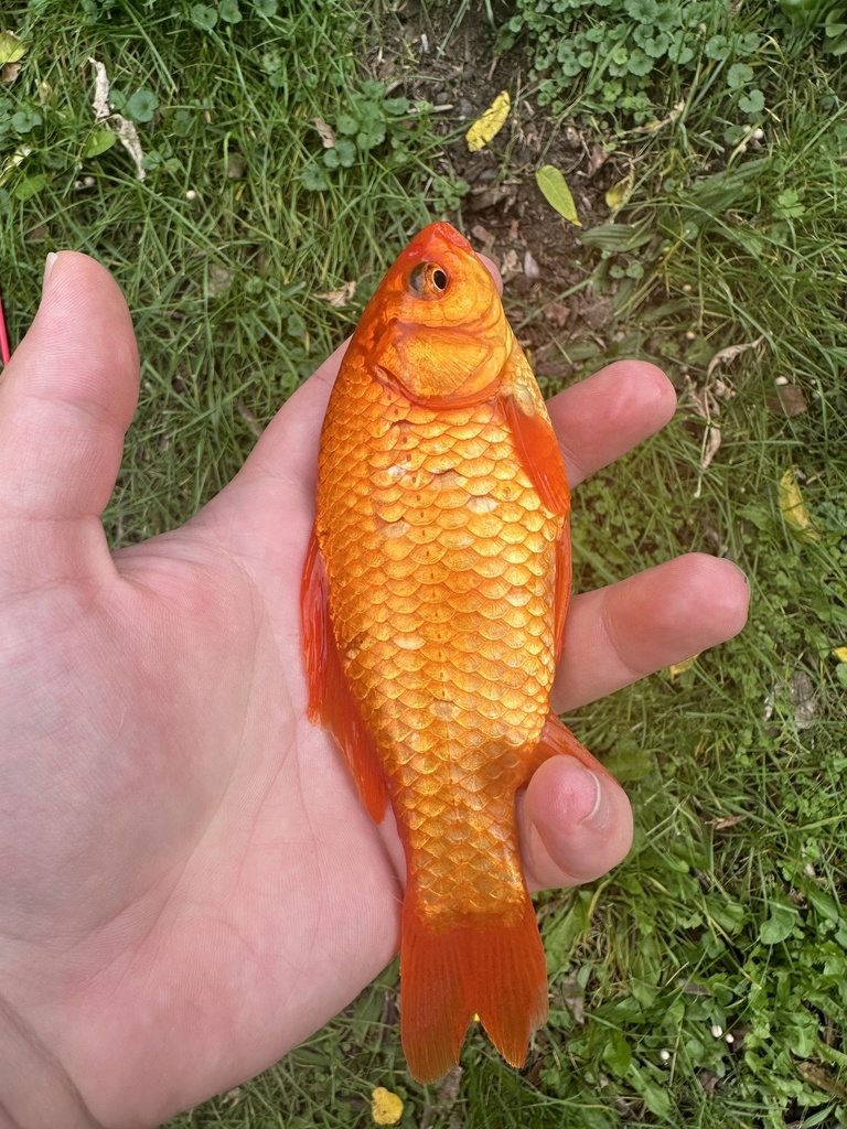 Goldfish from Broad St, Syracuse, NY, US on October 20, 2023 at 11:37 ...