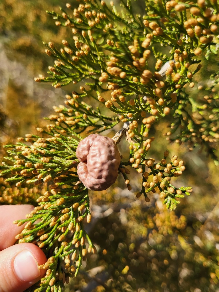 juniper-apple rust from Rollings WMA on October 19, 2023 at 03:17 PM by ...