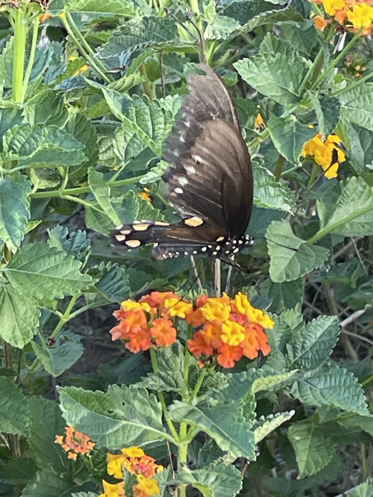 Pipevine Swallowtail from Kerrville, TX, US on October 20, 2023 at 05: ...