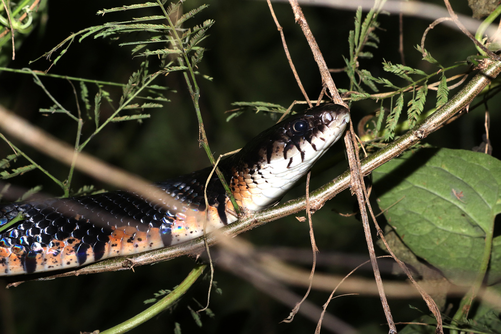 Central American Indigo Snake from Escuinapa, Sin., México on October ...
