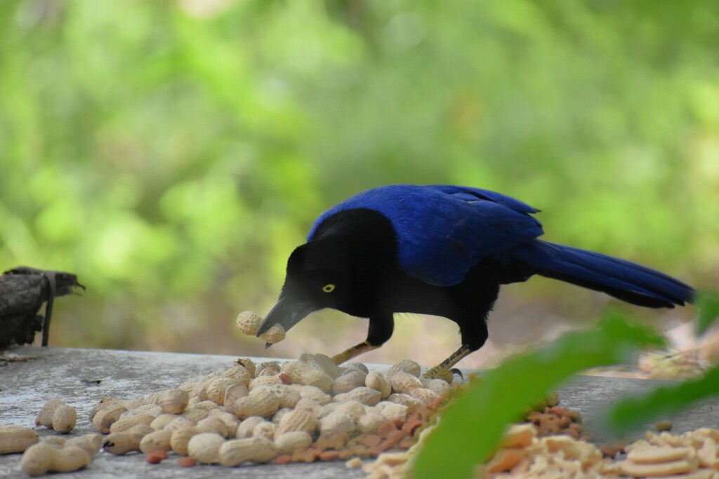 Purplish-backed Jay from Mazatlán, Sinaloa, Mexico on October 20, 2023 ...