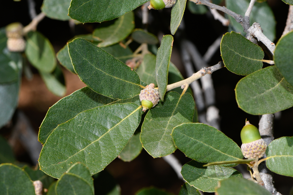 Arizona white oak from USA Arizona, Pima Co., Catalina Hwy., Gordon ...