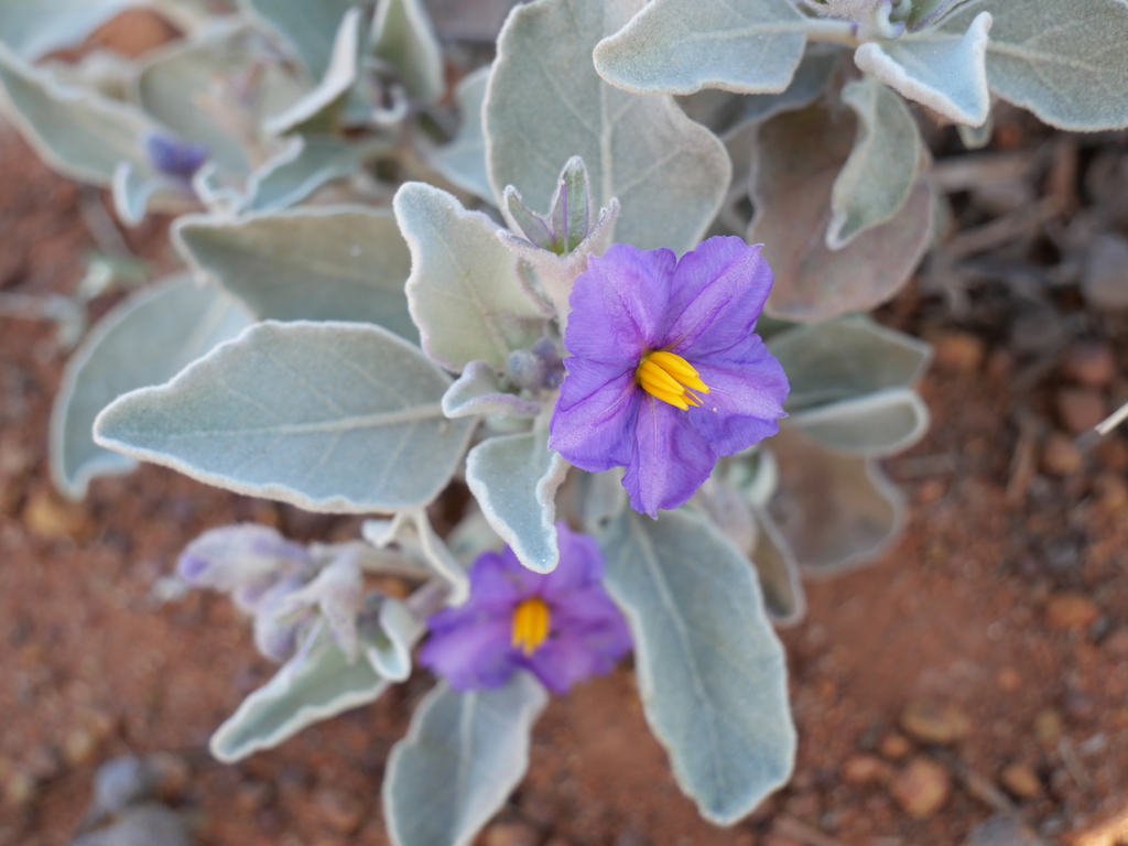 flannel bush from Morawa WA 6623, Australia on September 4, 2023 at 01: ...