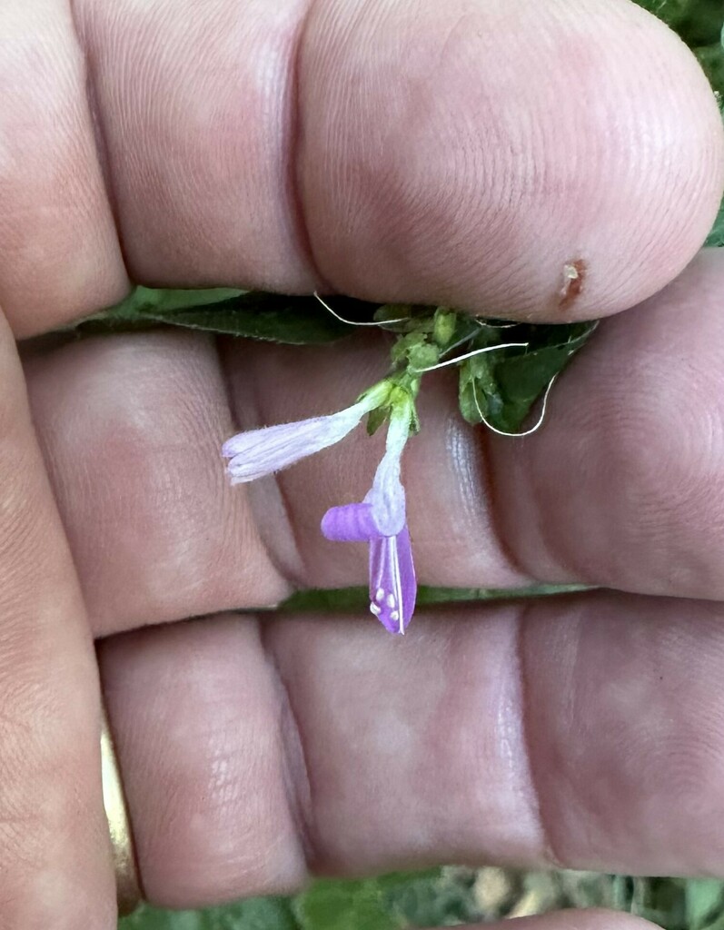False Mint from TVA Nature Loop, Old Railroad Bridge, Colbert County ...