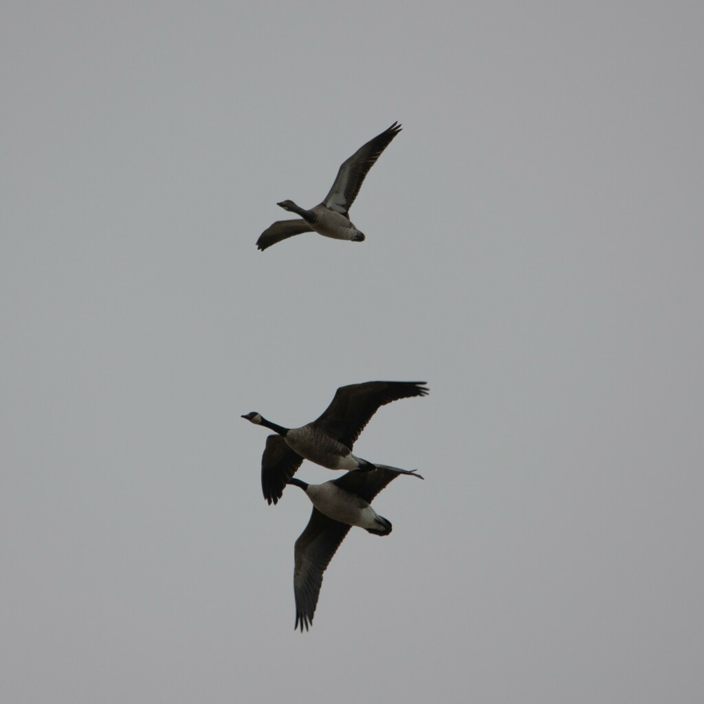 Snow × Canada Goose from Dupage County, IL, USA on October 16, 2023 at ...