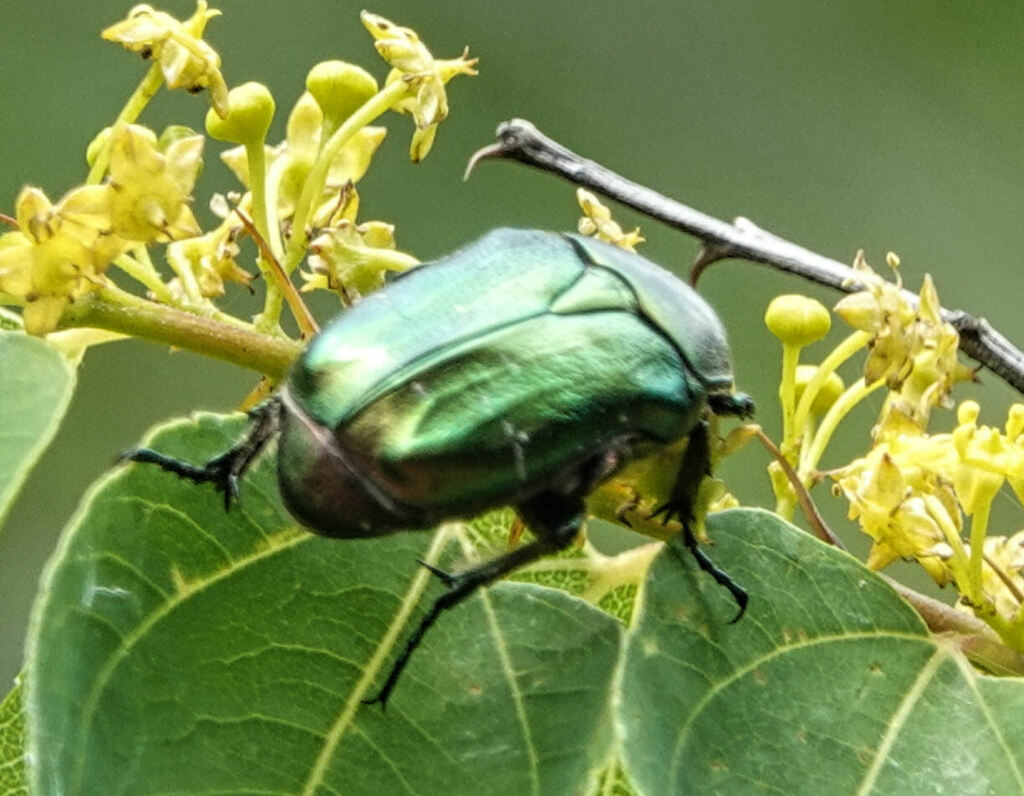 European Rose Chafer from Gonimo 620 43, Greece on June 15, 2022 by ...