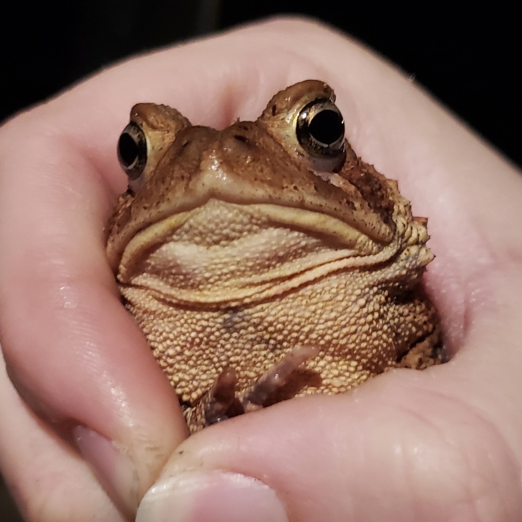 American Toad from Morris Dr, Richmond, KY, US on October 5, 2023 at 08 ...