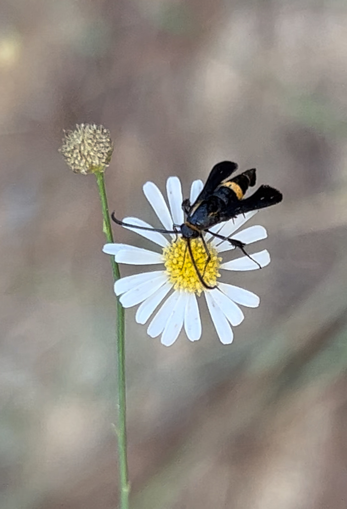 Boneset Borer Moth from DeSoto National Forest, Ovett, MS, US on ...