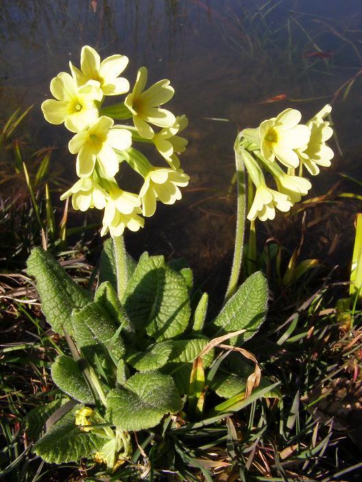Oxlip (Plants of Saxony) · iNaturalist