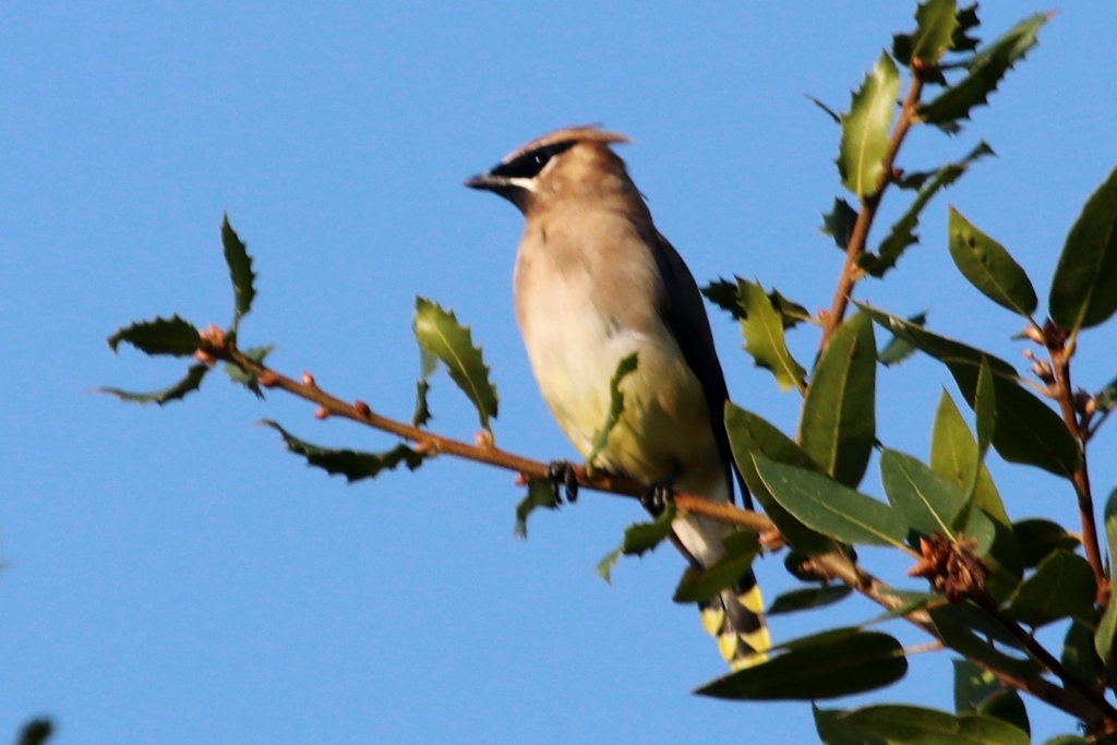Cedar Waxwing from Sailor Bar, Fair Oaks, CA, USA on October 18, 2023 ...