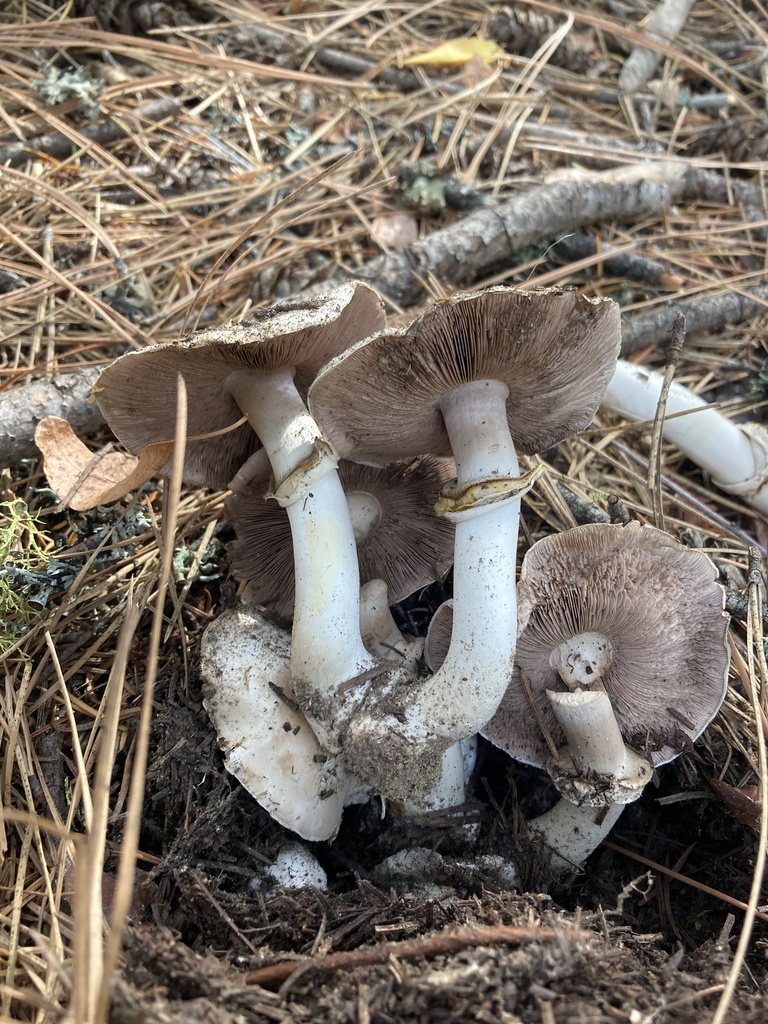 field and button mushrooms from Okanogan - Wenatchee National Forest ...