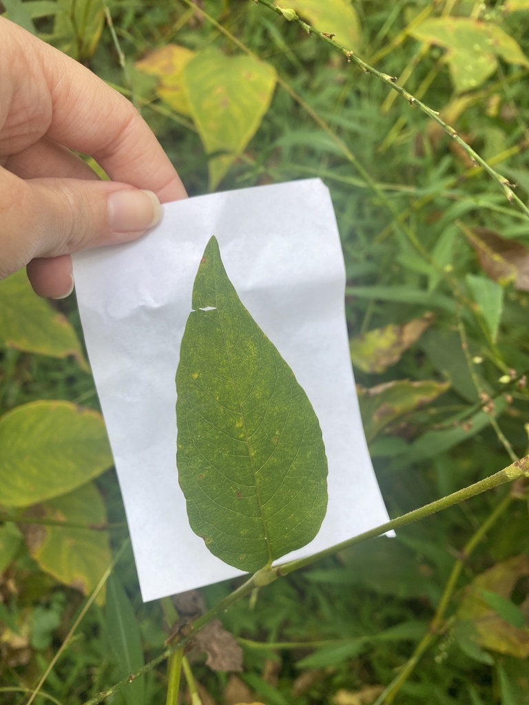 American jumpseed from Bolin Creek Trail, Chapel Hill, NC, US on ...