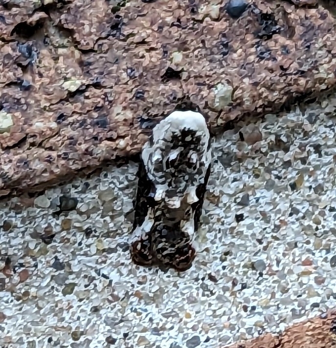 Snowy-shouldered Acleris Moth from Paul Smiths, NY 12970, USA on ...