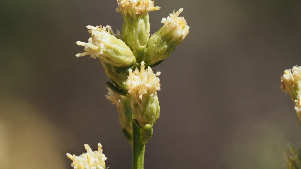 Chaparral Coyote Brush from San Diego County, CA, USA on October 20 ...