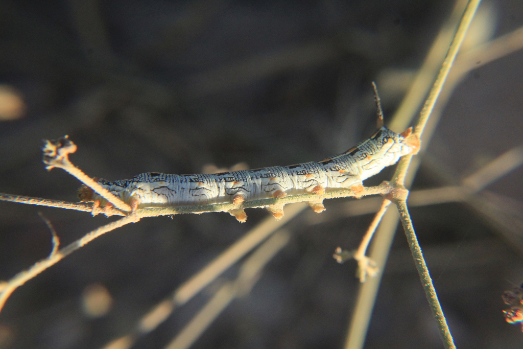 White-lined Sphinx from Meoqui, Chih., México on October 19, 2023 at 08 ...