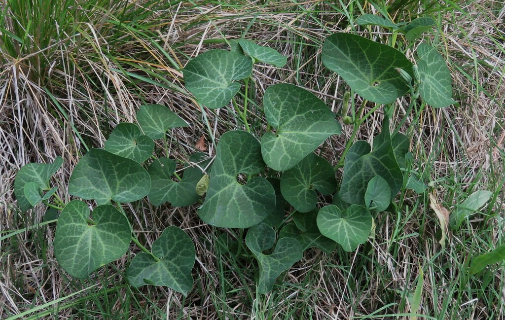 White Veined Pipevine from Gualeguaychú, Entre Ríos, Argentina on ...