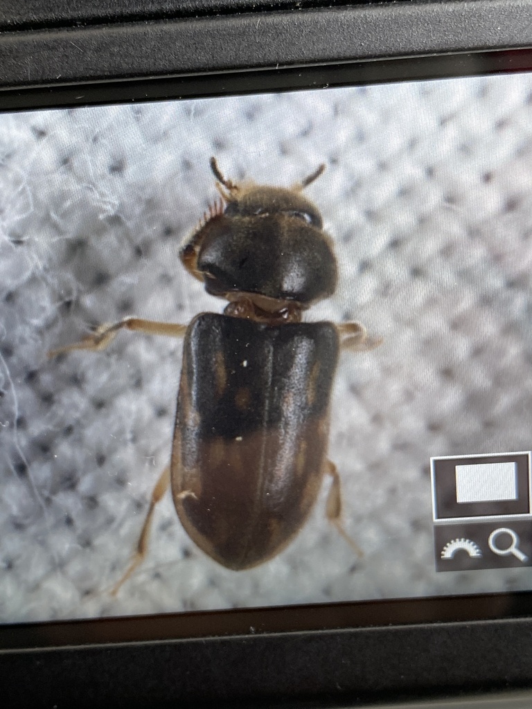 Heterocerus from Kelcey Tier Greenbelt, Stony Rise, TAS, AU on October ...