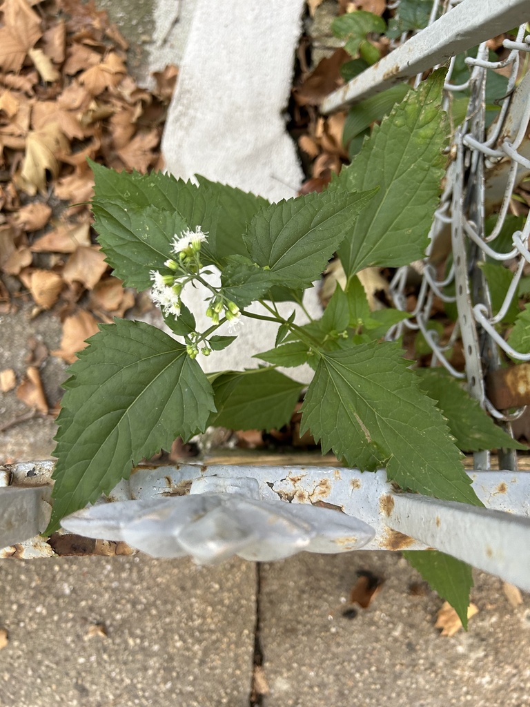 white snakeroot from Long Island, New York, NY, US on October 19, 2023 ...