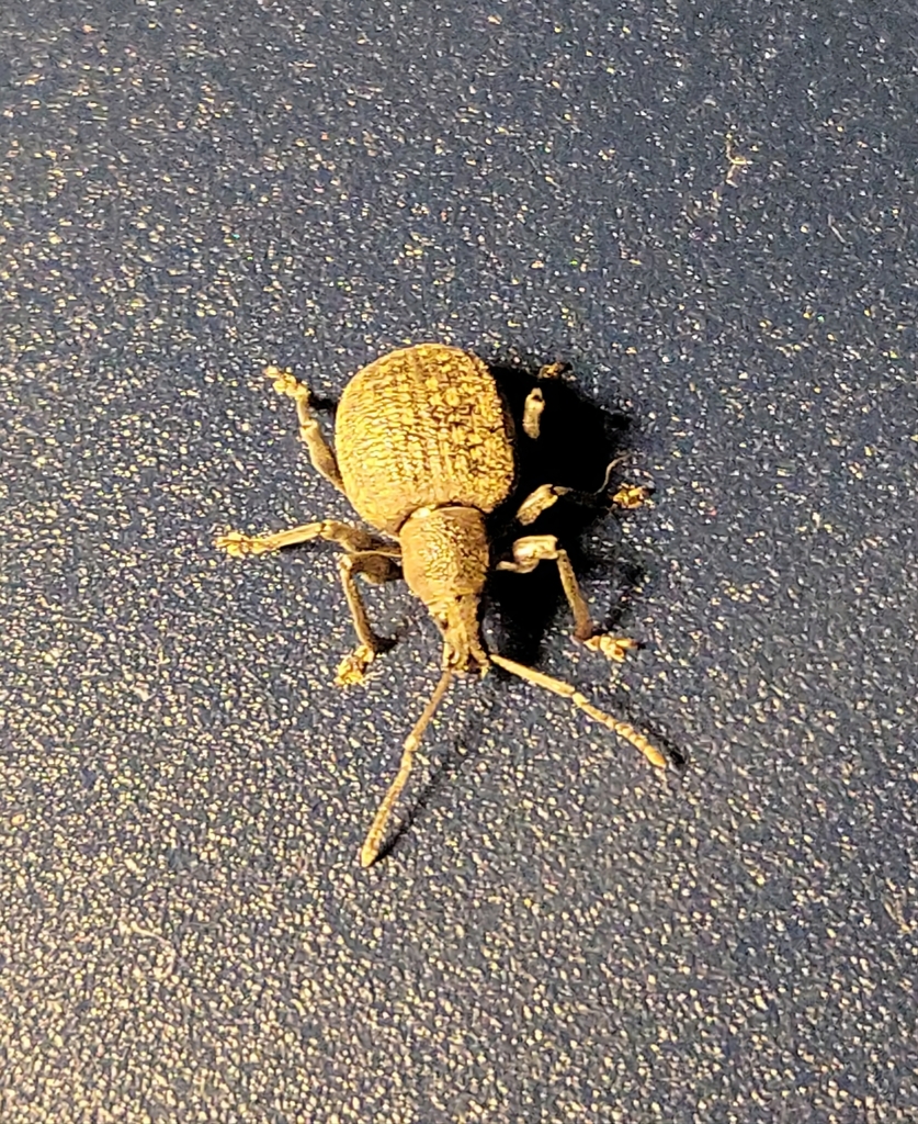 Armadillo Weevil from 22559 Hamburg, Deutschland on August 16, 2023 at ...