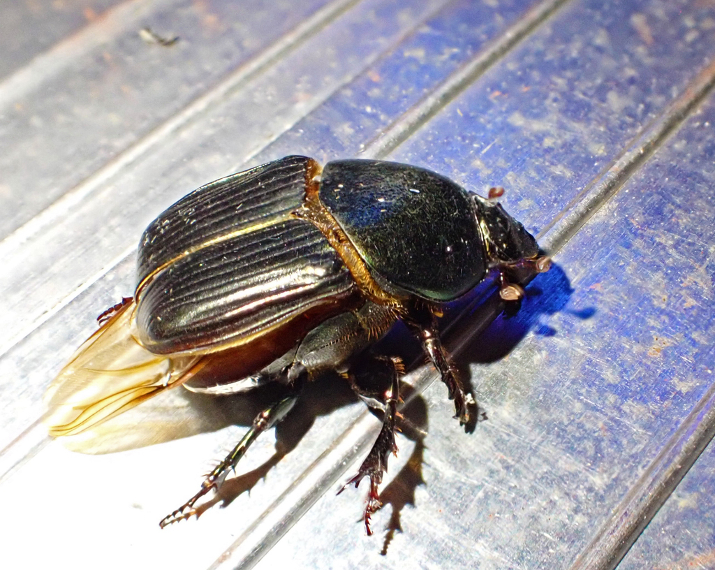 Scarabs from 60 Maskell Ct, Draper QLD 4520, Australia on October 20 ...