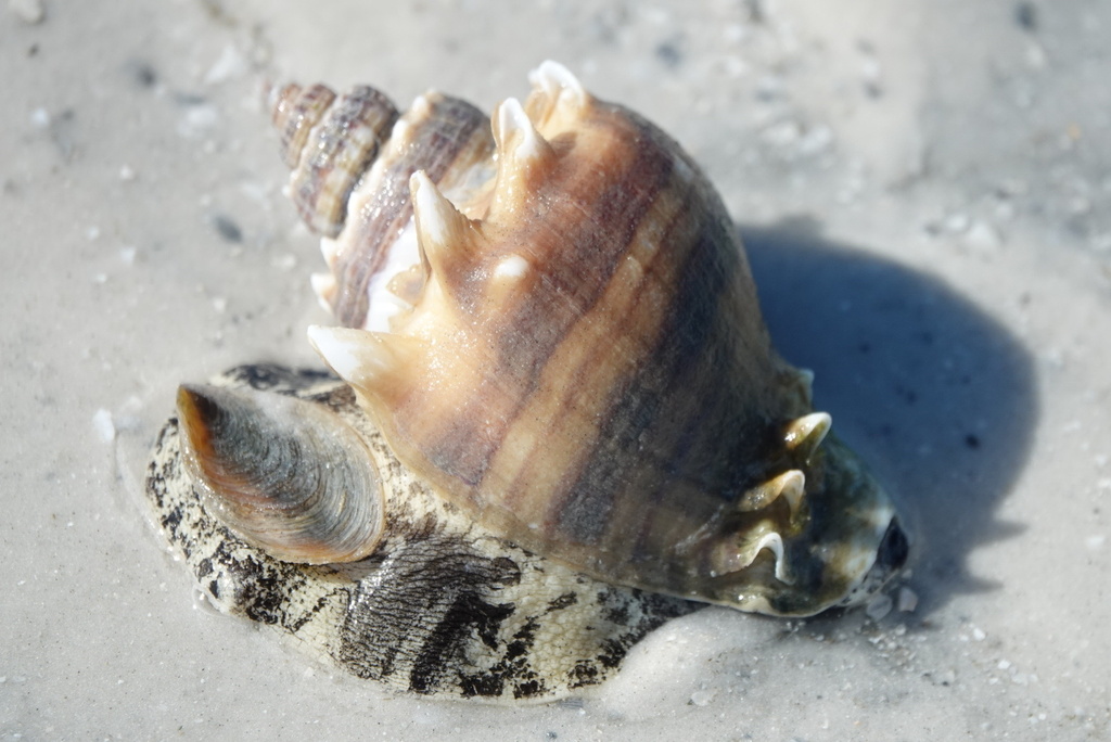 American Crown Conch (Common Organisms in Sarasota Bay) · iNaturalist