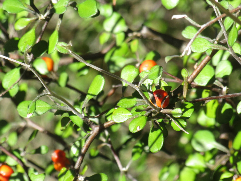 Korokio from Blackmount, New Zealand on March 17, 2019 at 02:48 PM by ...