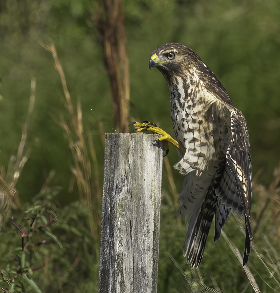 Red-shouldered Hawk from US-1, Jupiter, FL 33408, USA on October 20 ...