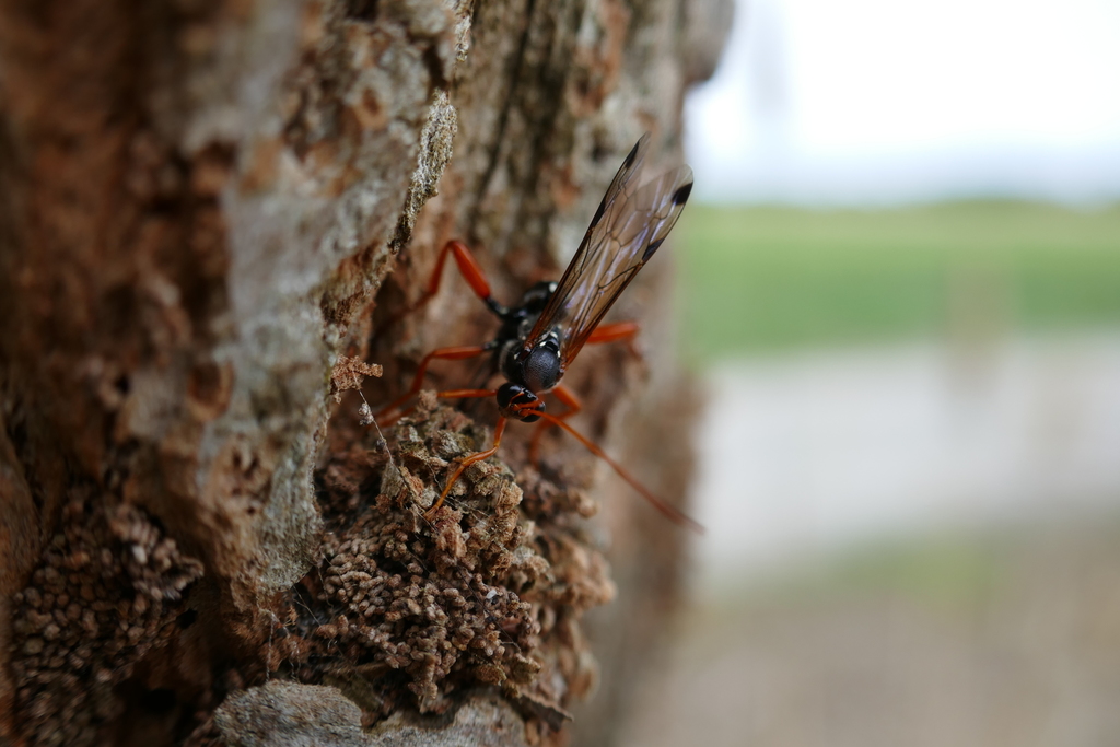 White-spotted ichneumonid Wasp from Ruawai, New Zealand on March 17 ...