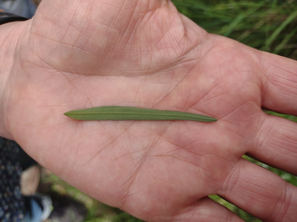 Three-veined cassinia from Lysterfield VIC 3156, Australia on October ...