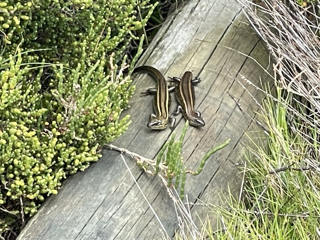 Eastern Mourning Skink in October 2023 by cunninghamskinkfanclub ...