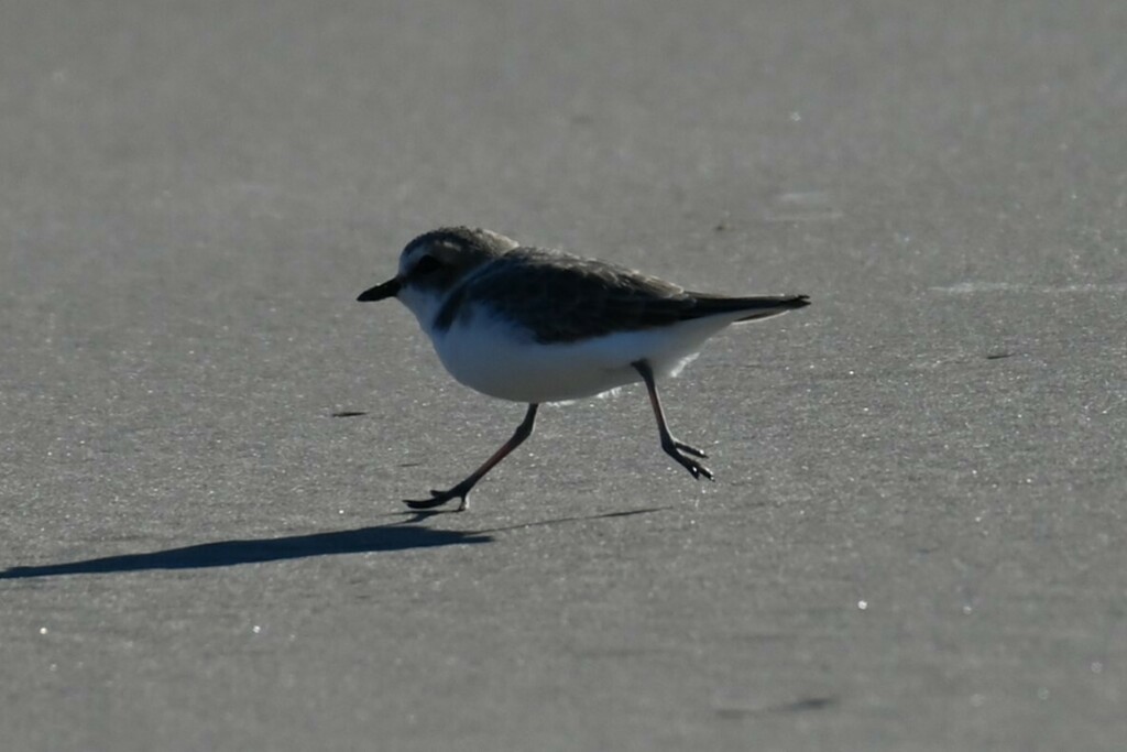 Snowy Plover in October 2023 by Michael Orgill · iNaturalist