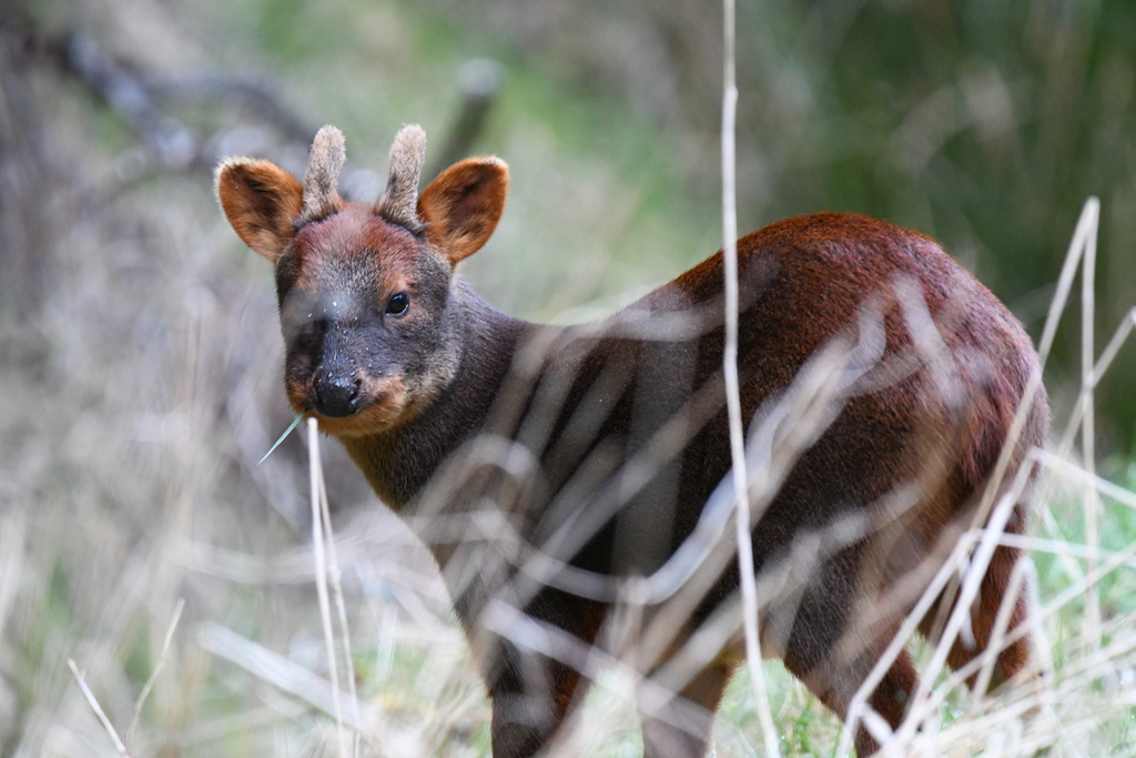 Southern Pudú in October 2023 by shortclaws. Up to 18 different animals ...