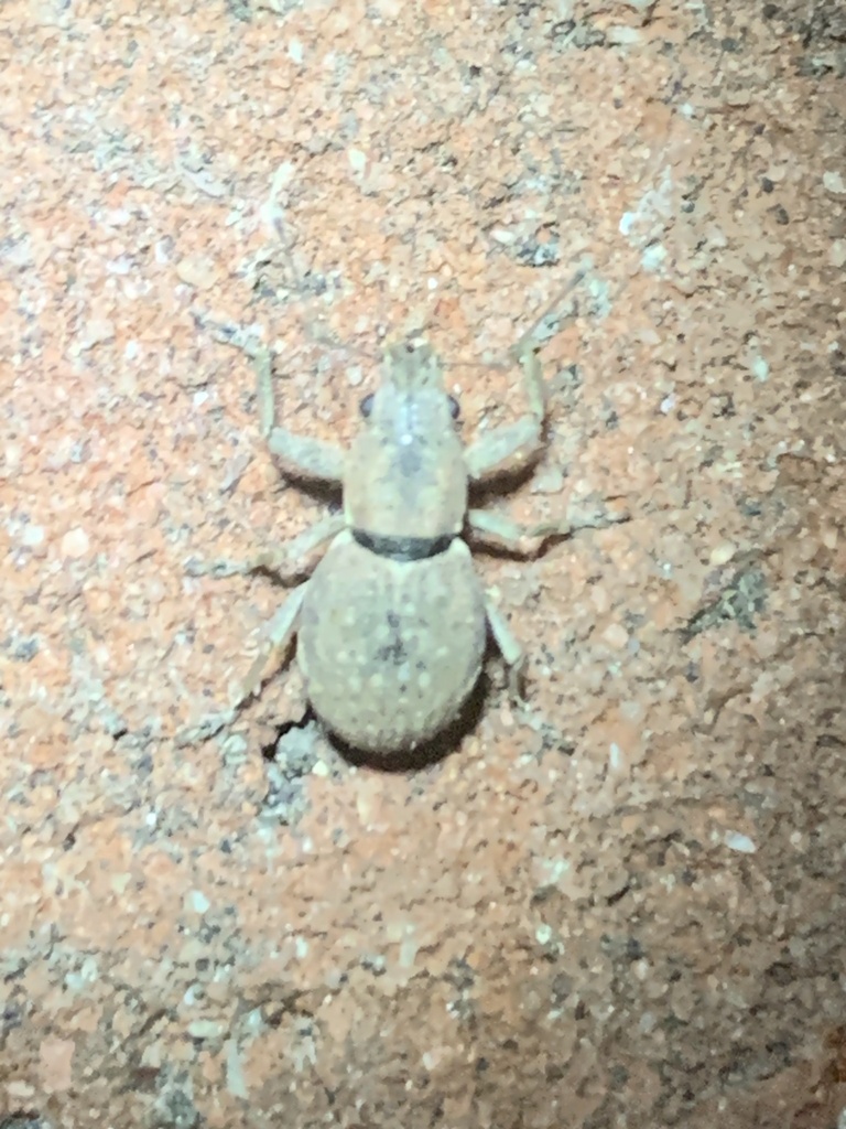 Fuller's rose weevil from George Mason University, Fairfax, VA, US on ...