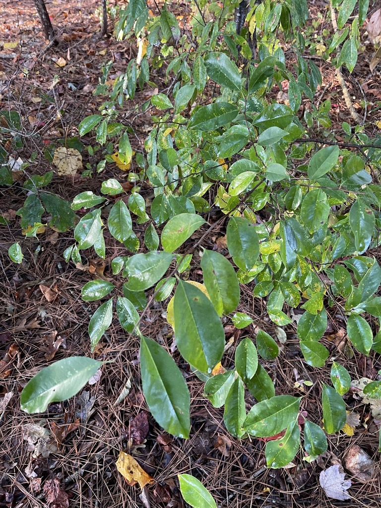 plants from Stumpy Creek Park, Mooresville, NC, US on October 20, 2023 ...