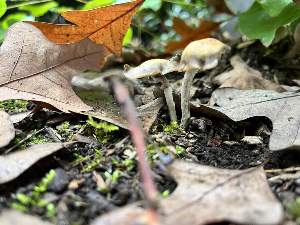 Psilocybe baeocystis from Salem, OR, US on October 20, 2023 at 02:52 PM ...