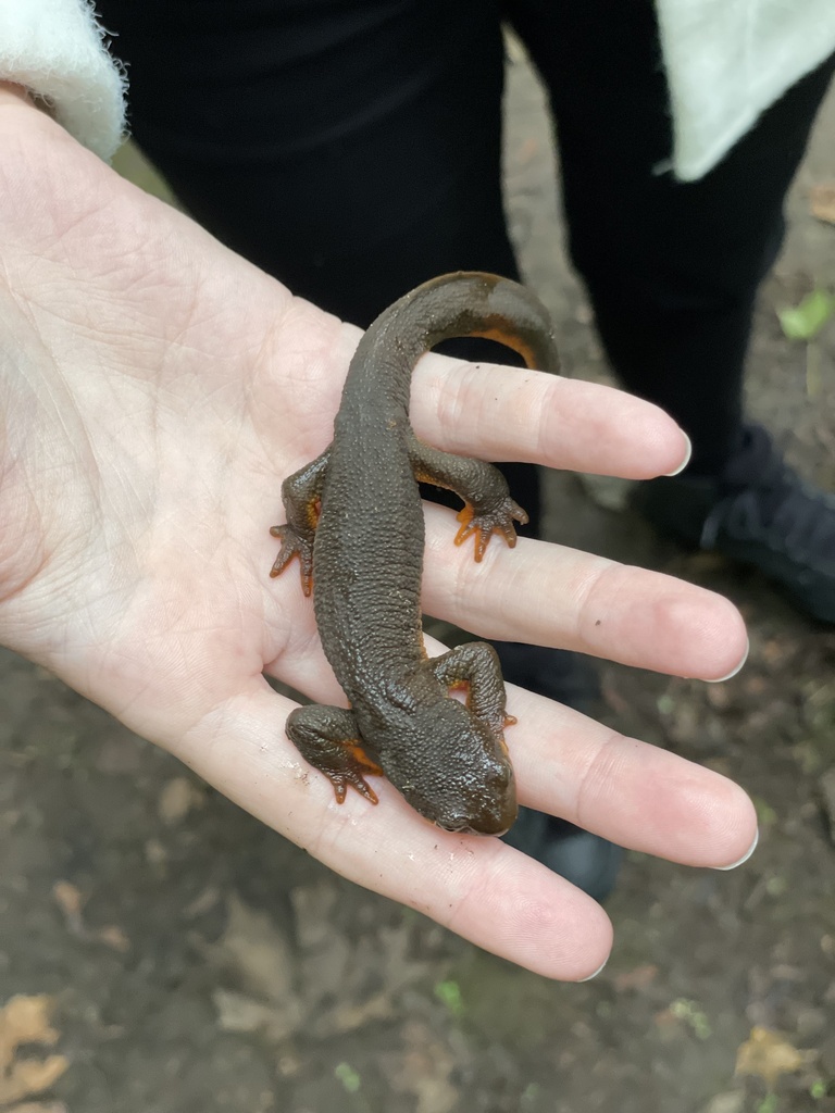 Rough-skinned Newt from Armitage Park, Eugene, OR, US on October 20 ...