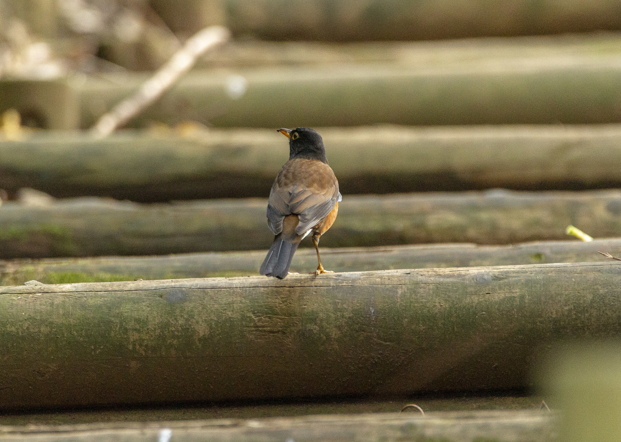 Turdus celaenops Stejneger, 1887