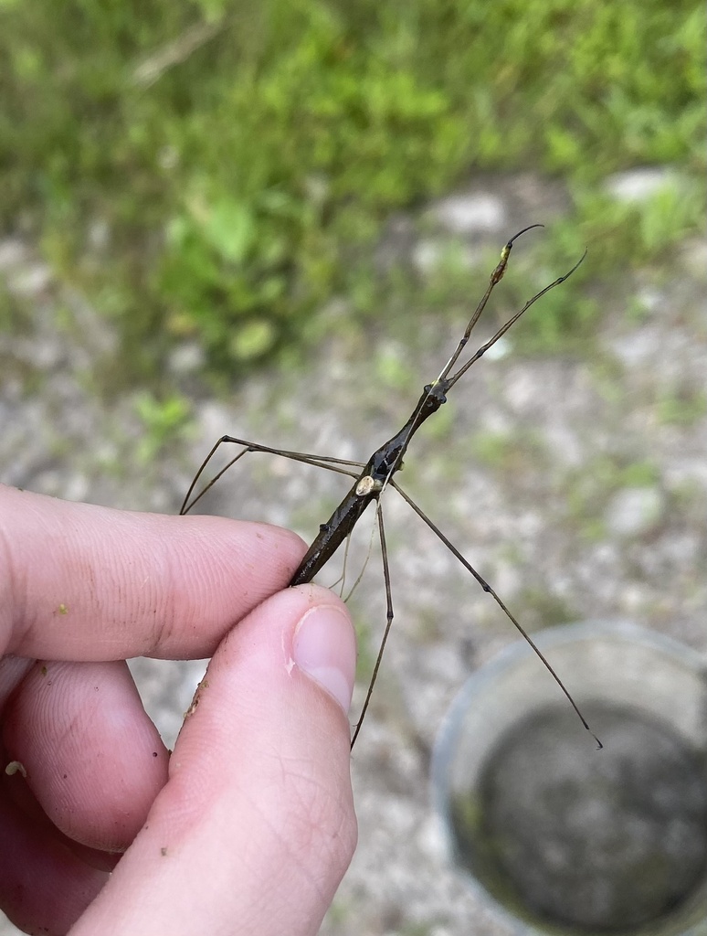 Ranatra in July 2023 by Hannah Leabhart · iNaturalist